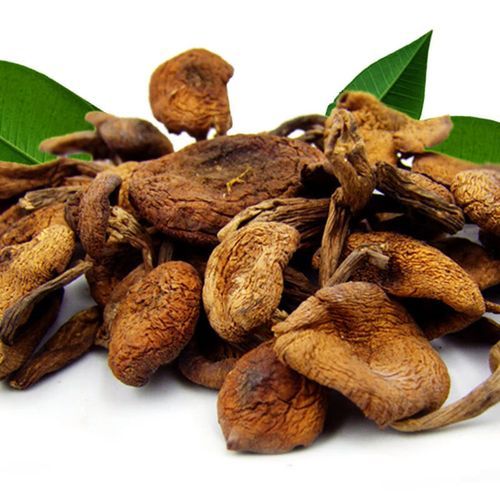 野生榛蘑多少钱一斤_野生榛蘑怎么做好吃-第3张图片-山城妙识