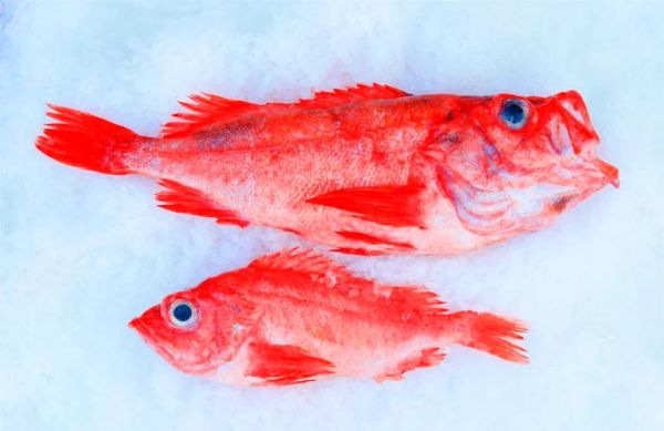 红鱼有多少种_红鱼品种图片大全-第3张图片-山城妙识