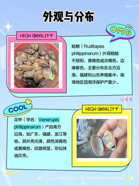 蛤蜊有哪些种类_蛤蜊怎么区分-第1张图片-山城妙识