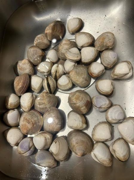 蛤蜊有哪些种类_蛤蜊怎么区分-第3张图片-山城妙识