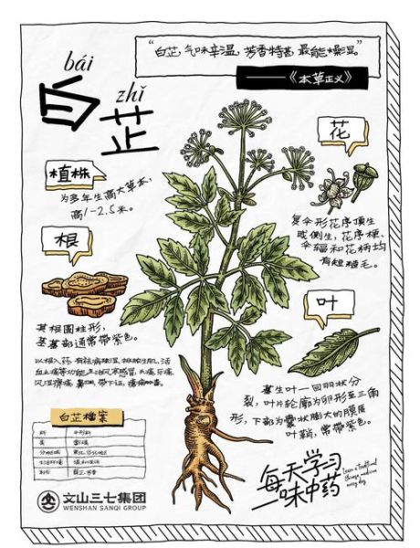 白芷炖肉的功效与作用_白芷炖肉适合什么人吃-第1张图片-山城妙识