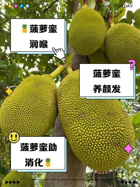 菠萝蜜的功效与作用_菠萝蜜的禁忌有哪些-第3张图片-山城妙识