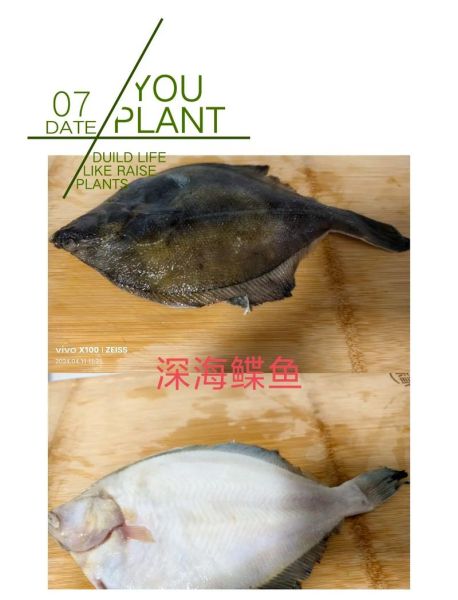 鲽鱼和鲆鱼有什么区别_如何快速分辨-第3张图片-山城妙识