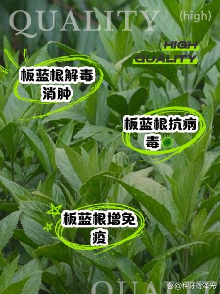 板蓝根孕妇可以喝吗_孕妇喝板蓝根安全吗-第1张图片-山城妙识