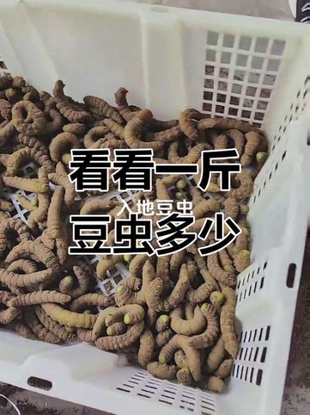 8亩地养豆虫一年能赚多少钱_豆虫养殖成本利润分析-第2张图片-山城妙识