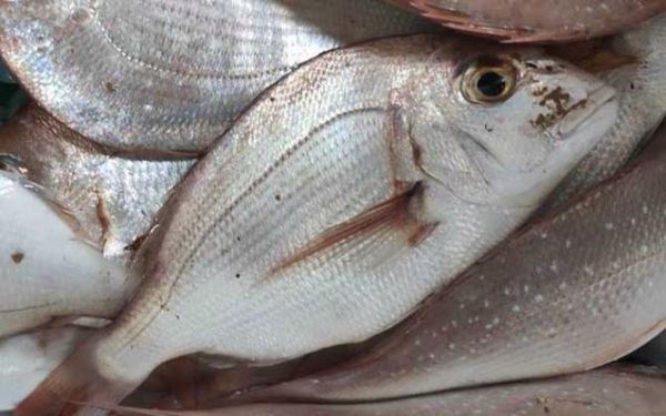 鲷鱼读diao还是chou_正确发音详解-第1张图片-山城妙识