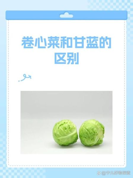 甘蓝是什么蔬菜_甘蓝和包菜的区别-第3张图片-山城妙识