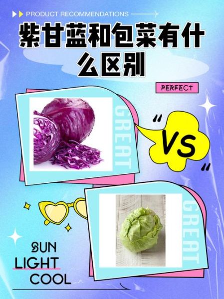 甘蓝是什么蔬菜_甘蓝和包菜的区别-第2张图片-山城妙识
