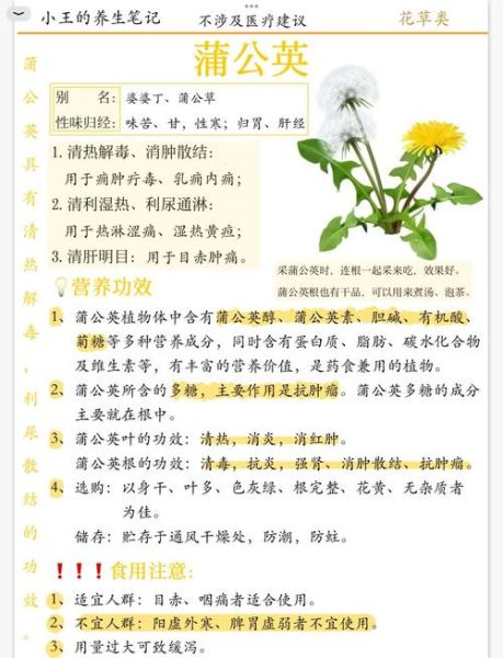 蒲公英的作用是什么_蒲公英的功效与禁忌-第1张图片-山城妙识