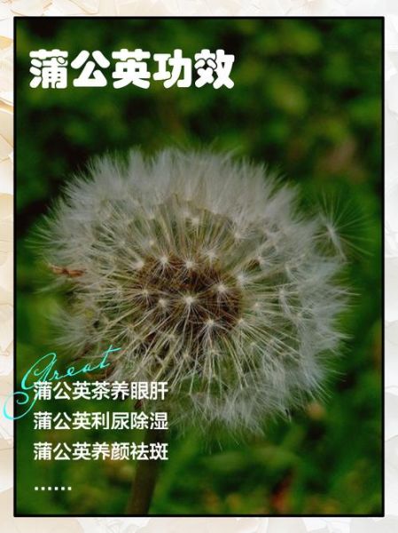 蒲公英的作用是什么_蒲公英的功效与禁忌-第2张图片-山城妙识