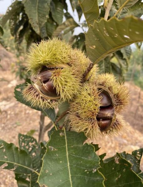 河北最有名的土特产有哪些_河北特产送人推荐-第2张图片-山城妙识