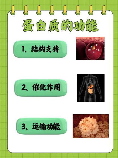 蛋白质的作用_蛋白质对身体有什么好处-第2张图片-山城妙识