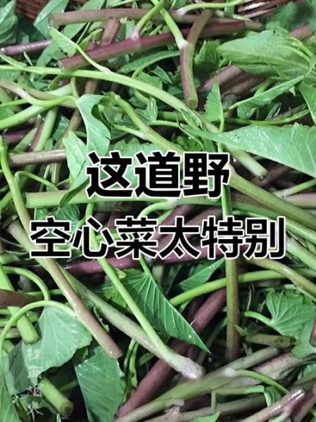 野空心菜图片大全_野空心菜和空心菜的区别-第1张图片-山城妙识