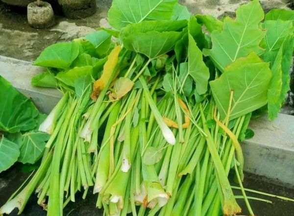 芋梗怎么读_芋梗是芋头梗吗-第1张图片-山城妙识