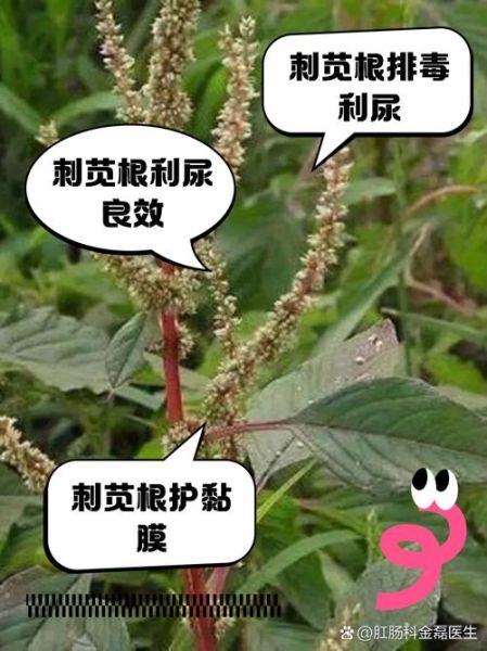 刺菜泡水喝有什么好处_刺菜泡水喝的正确方法-第2张图片-山城妙识