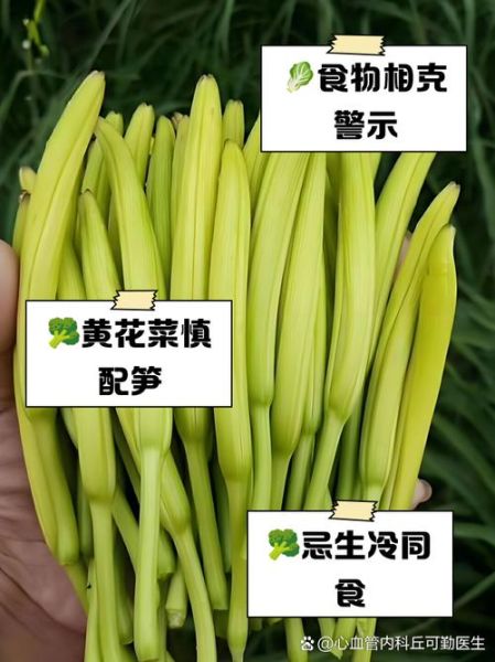 黄花菜不能和什么一起吃_食用禁忌全解析-第3张图片-山城妙识