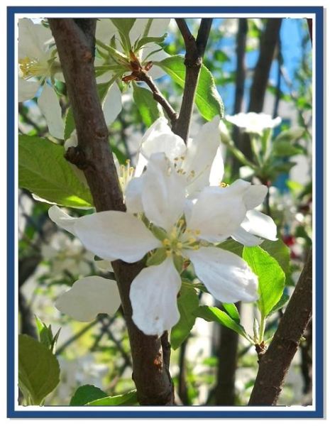 苹果花是什么颜色_苹果花颜色有几种-第2张图片-山城妙识