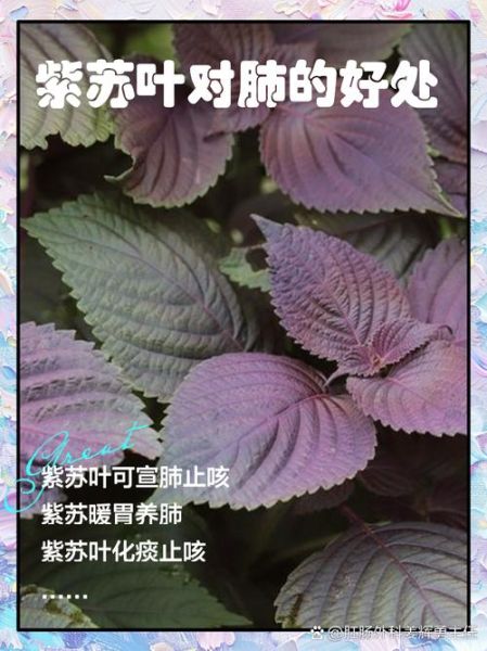 苏子叶和紫苏叶的区别_哪个才是紫苏-第1张图片-山城妙识 苏子叶和紫苏叶的区别_哪个才是紫苏-第1张图片-山城妙识