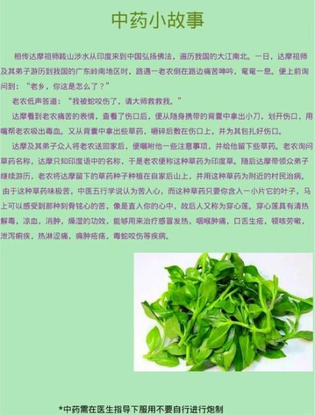 穿心莲片的功效与作用_吃多久见效-第1张图片-山城妙识