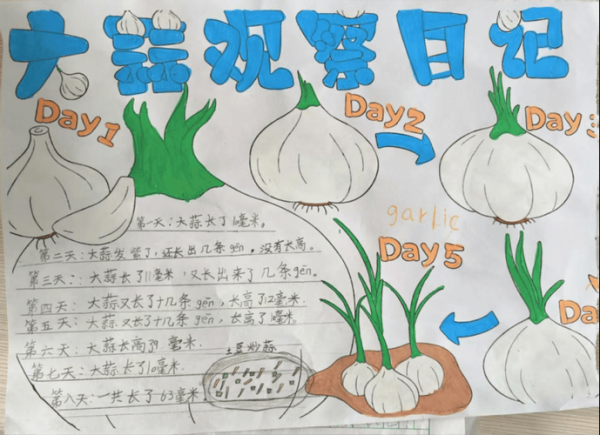 青蒜苗怎么种_青蒜苗种植时间和方法-第3张图片-山城妙识