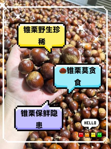 锥栗怎么吃_锥栗的吃法有哪些-第2张图片-山城妙识