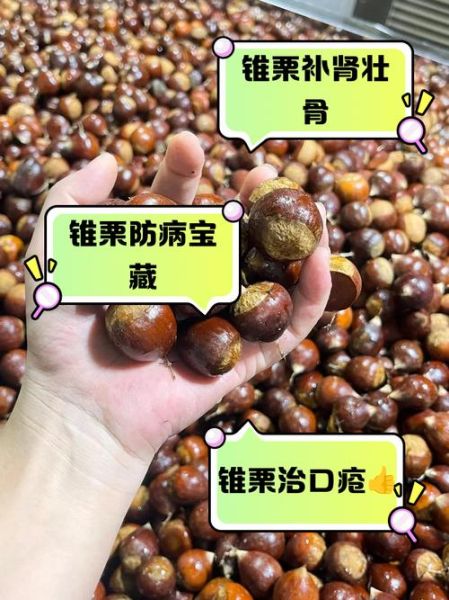 锥栗怎么吃_锥栗的吃法有哪些-第3张图片-山城妙识