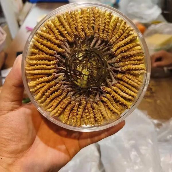 金虫草的功效与作用_金虫草怎么吃效果最好-第1张图片-山城妙识