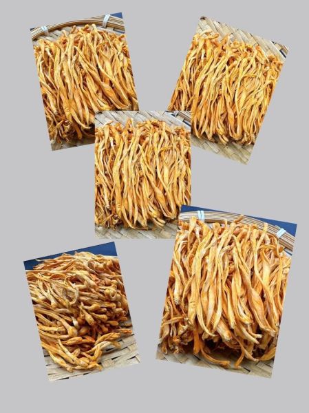 金虫草的功效与作用_金虫草怎么吃效果最好-第3张图片-山城妙识