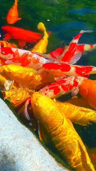 十大招财鱼图片_哪种鱼最旺财-第2张图片-山城妙识