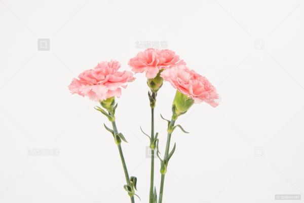 康乃馨图片大全大图_康乃馨高清壁纸哪里找-第3张图片-山城妙识