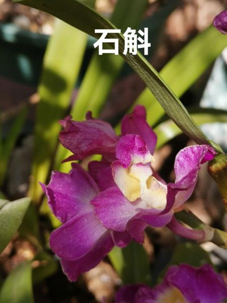 金钗石斛的功效与禁忌_哪些人不能吃-第1张图片-山城妙识