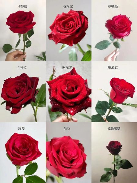 玫瑰花图片大全有哪些品种_如何挑选高清玫瑰图-第3张图片-山城妙识