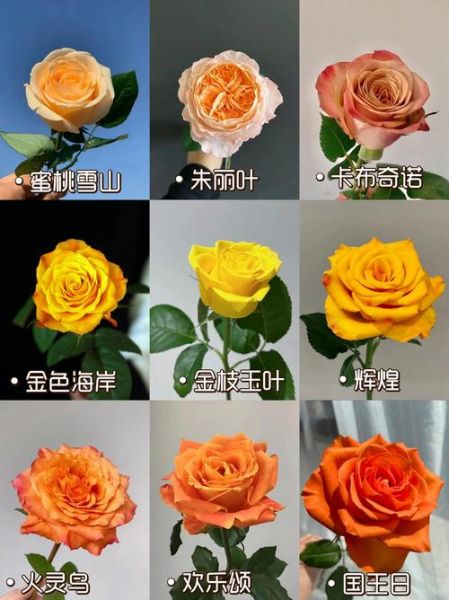 玫瑰花图片大全有哪些品种_如何挑选高清玫瑰图-第1张图片-山城妙识