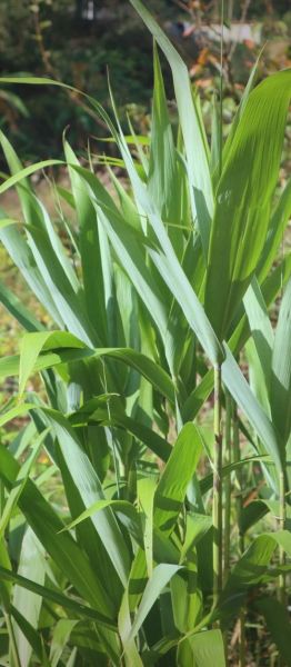 粽子叶是什么植物_粽子叶有哪些常见种类-第3张图片-山城妙识