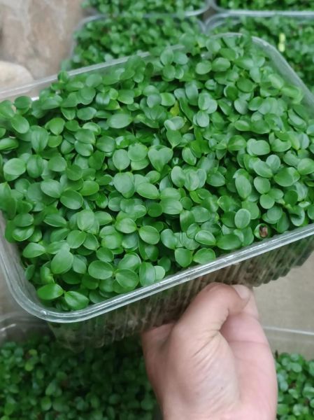 芽苗菜培训技术哪里最好_芽苗菜技术培训机构推荐-第2张图片-山城妙识