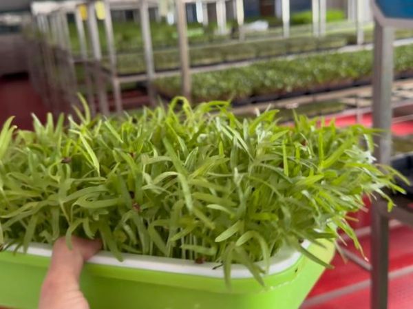 芽苗菜培训技术哪里最好_芽苗菜技术培训机构推荐-第3张图片-山城妙识