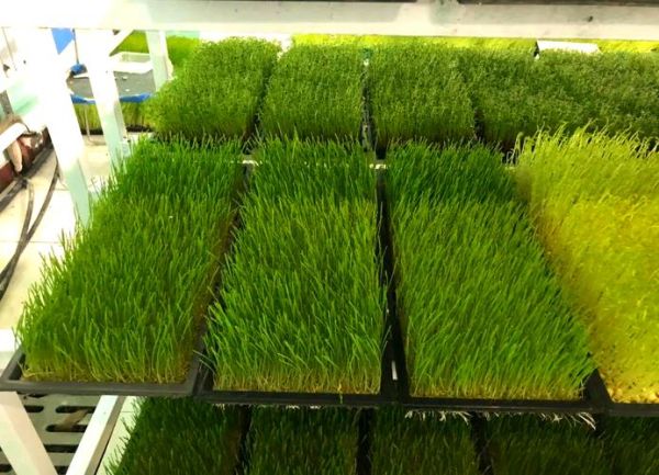 芽苗菜培训技术哪里最好_芽苗菜技术培训机构推荐-第1张图片-山城妙识