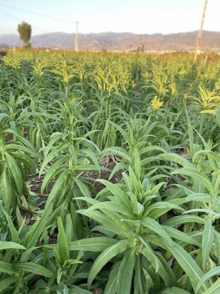 贡菜长什么样_贡菜生长过程-第1张图片-山城妙识