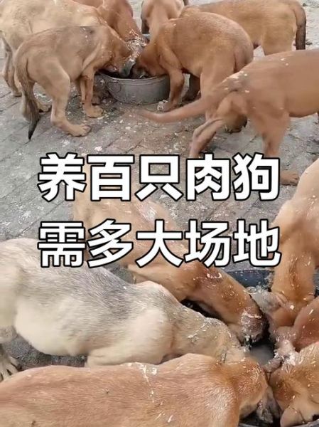 肉狗养殖技术_肉狗养殖成本利润-第1张图片-山城妙识