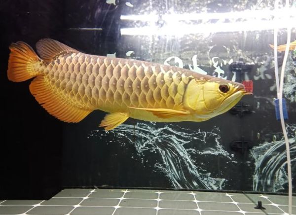 金龙鱼鱼苗多少钱一条_20元鱼苗能养多大-第2张图片-山城妙识 金龙鱼鱼苗多少钱一条_20元鱼苗能养多大-第2张图片-山城妙识