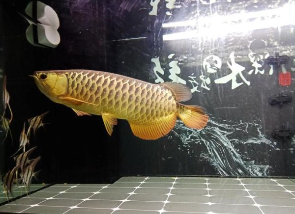 金龙鱼鱼苗多少钱一条_20元鱼苗能养多大-第1张图片-山城妙识 金龙鱼鱼苗多少钱一条_20元鱼苗能养多大-第1张图片-山城妙识