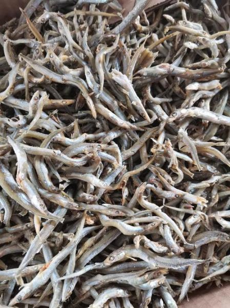 银针鱼怎么养_银针鱼养殖注意事项-第2张图片-山城妙识