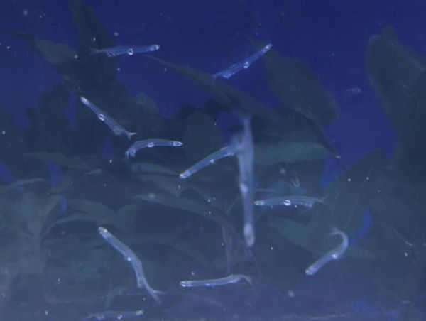 银针鱼怎么养_银针鱼养殖注意事项-第3张图片-山城妙识