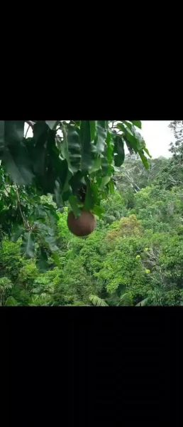 坚果树图片_如何辨别常见品种-第3张图片-山城妙识