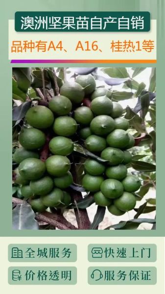 坚果树图片_如何辨别常见品种-第1张图片-山城妙识