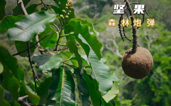 坚果树图片_如何辨别常见品种-第2张图片-山城妙识