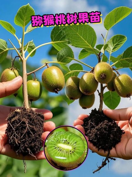 猕猴桃怎么种植_猕猴桃种植方法-第1张图片-山城妙识 猕猴桃怎么种植_猕猴桃种植方法-第1张图片-山城妙识