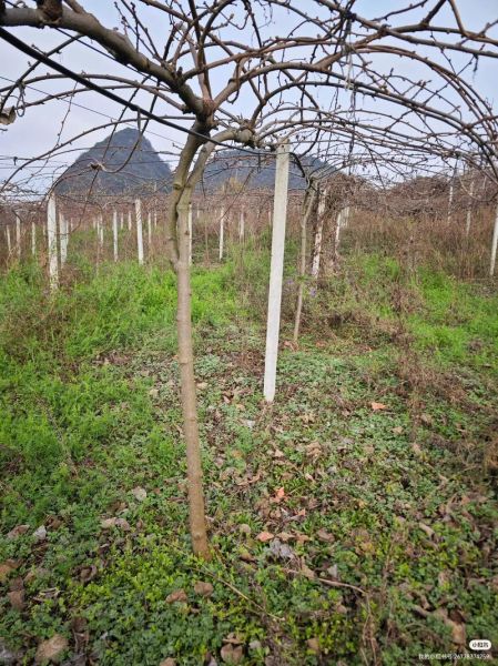 猕猴桃怎么种植_猕猴桃种植方法-第2张图片-山城妙识 猕猴桃怎么种植_猕猴桃种植方法-第2张图片-山城妙识