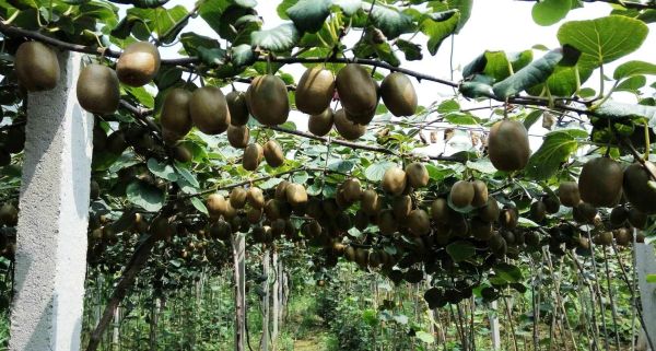 猕猴桃怎么种植_猕猴桃种植方法-第3张图片-山城妙识 猕猴桃怎么种植_猕猴桃种植方法-第3张图片-山城妙识