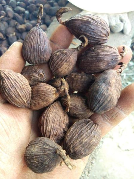 草果图片大全大图_草果长什么样-第1张图片-山城妙识